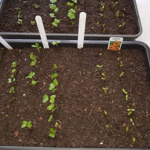 Biochar Inoculation vs Seed Germination Trial | Biochar